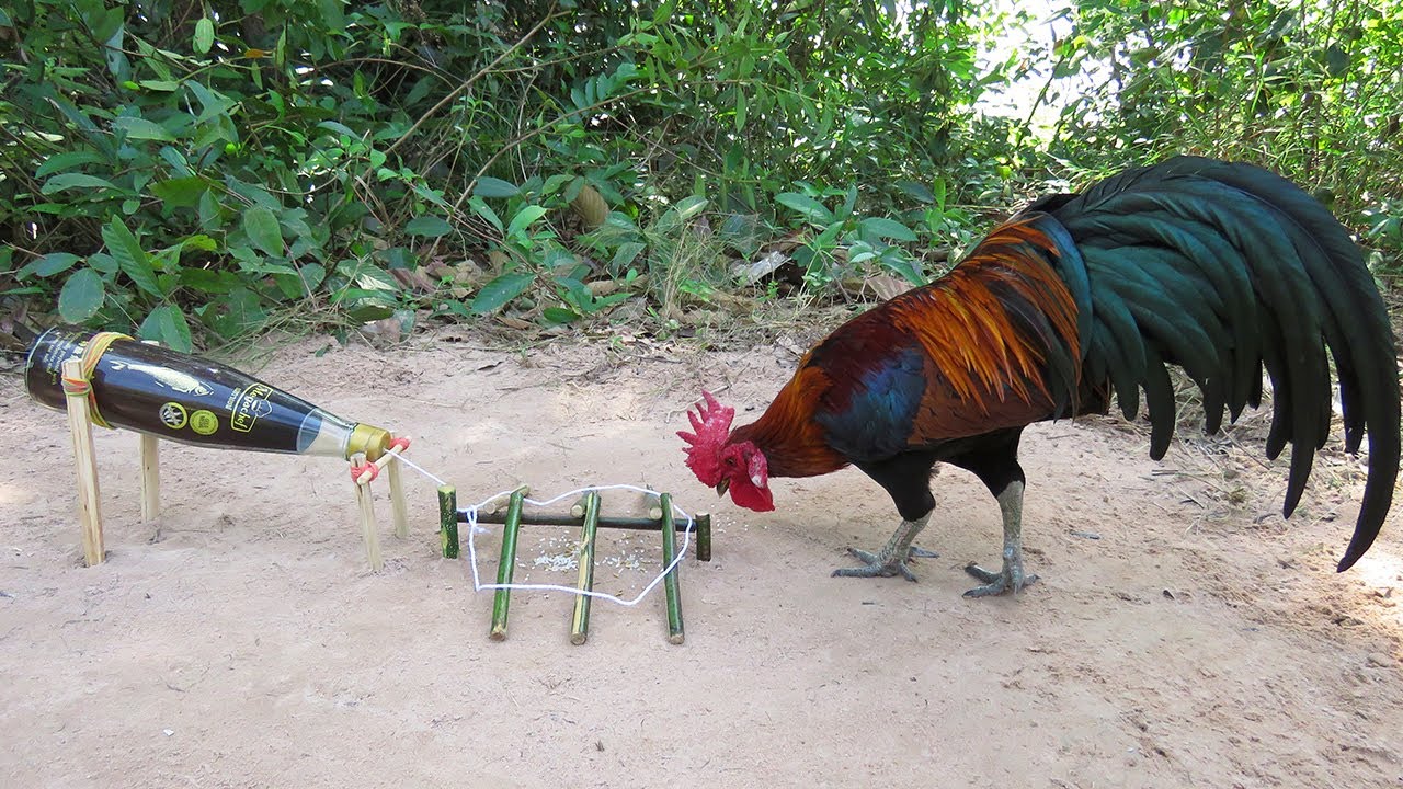 Create Simple Chicken Trap Using Bottle And Woods | Easy Wild Chicken Traps