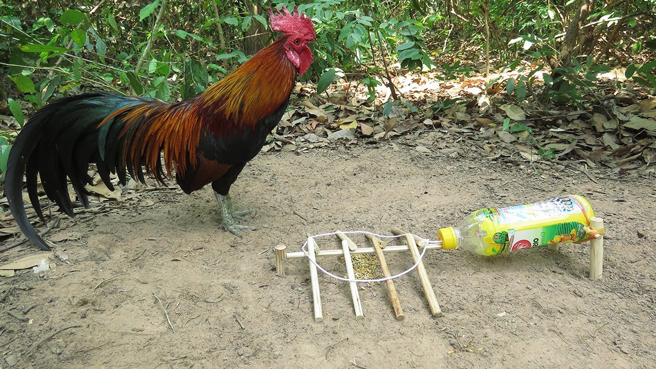 Create Easy Chicken Trap Using OISHI Bottle & Woods / Simple Wild ...